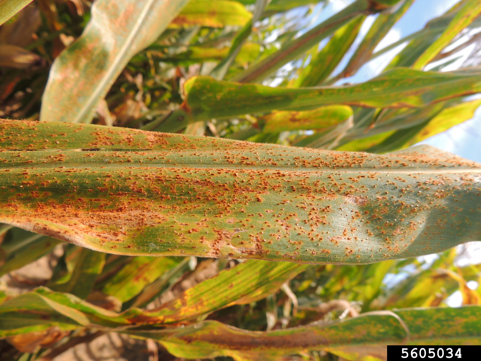 southern rust