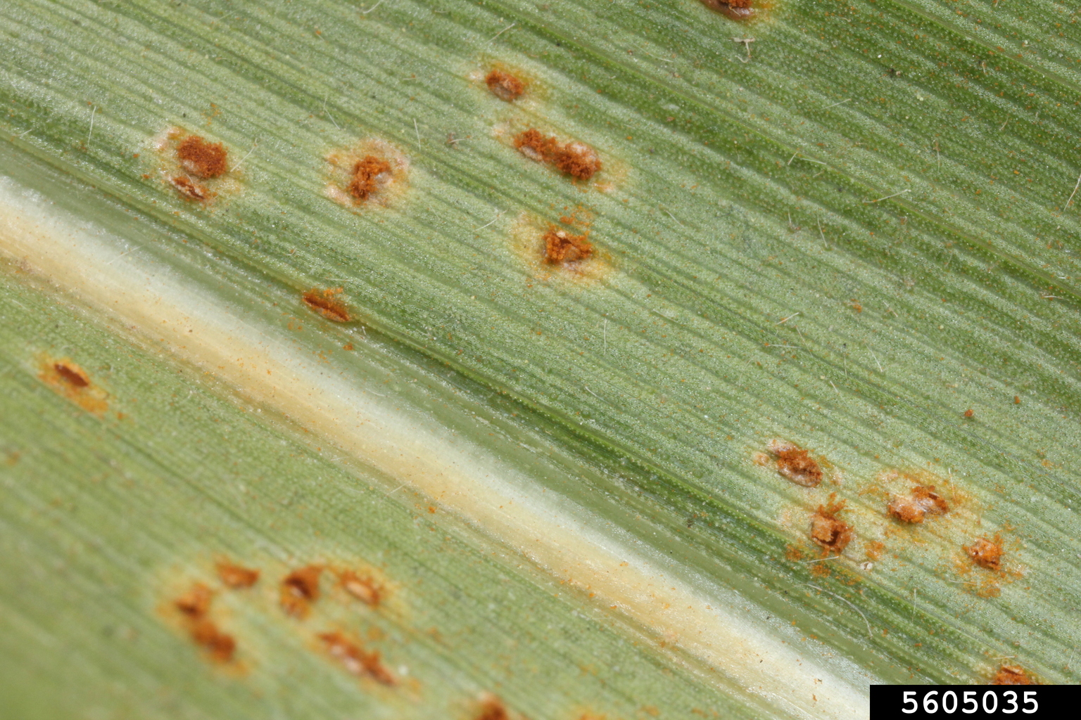 southern rust