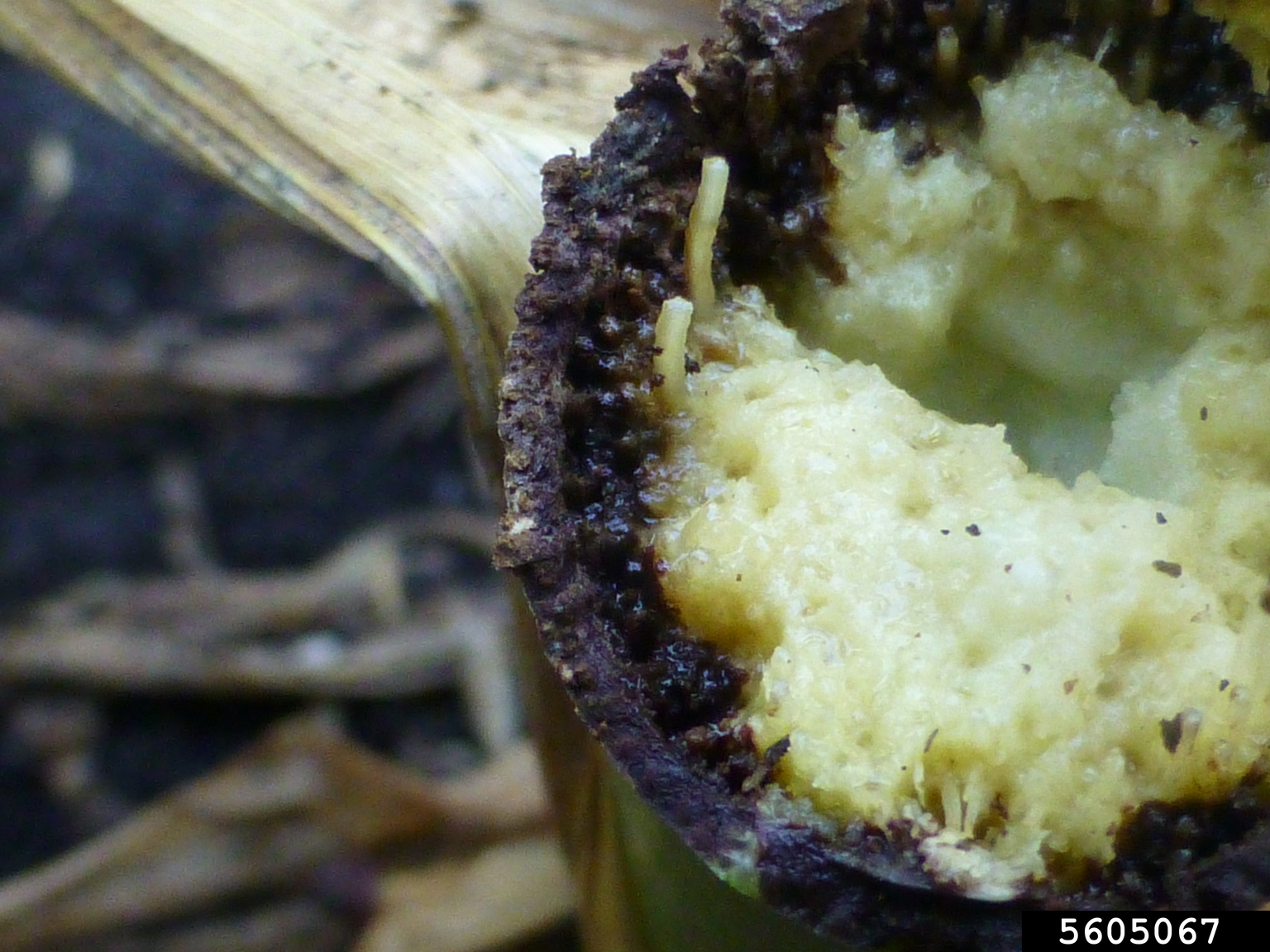brown spot of corn (Physoderma maydis (Miyabe) Miyabe)