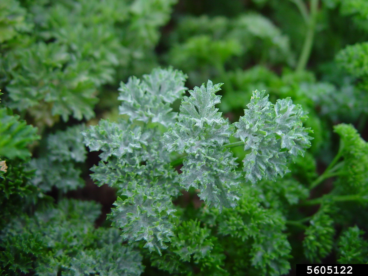 Carrot powdery mildew (Erysiphe heraclei de Candolle)