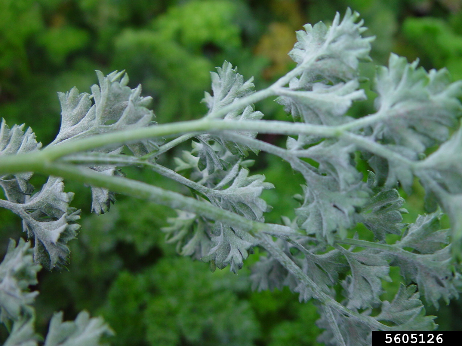Carrot powdery mildew (Erysiphe heraclei de Candolle)