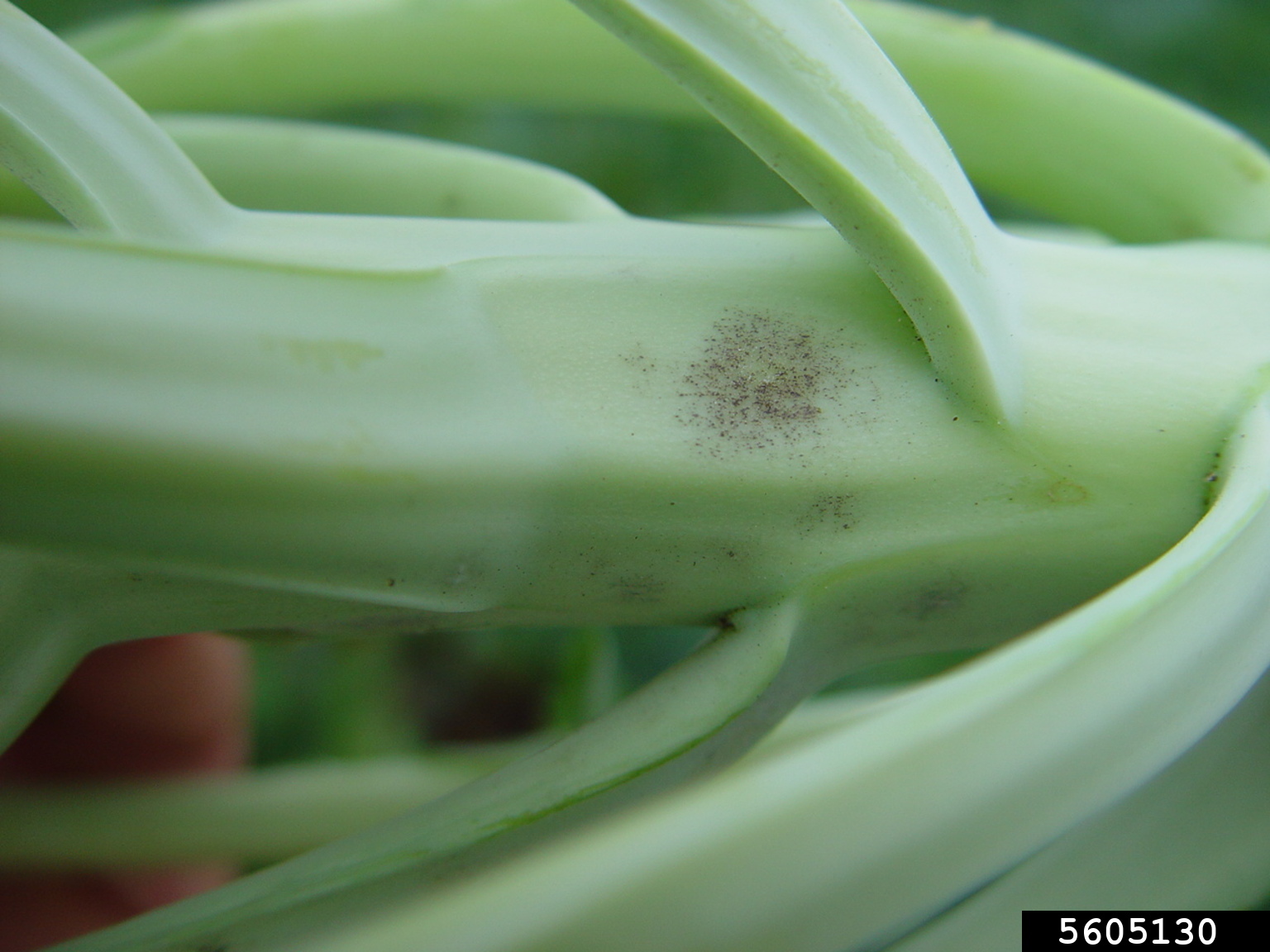 powdery mildew (Erysiphe cruciferarum Opiz ex L. Junell)