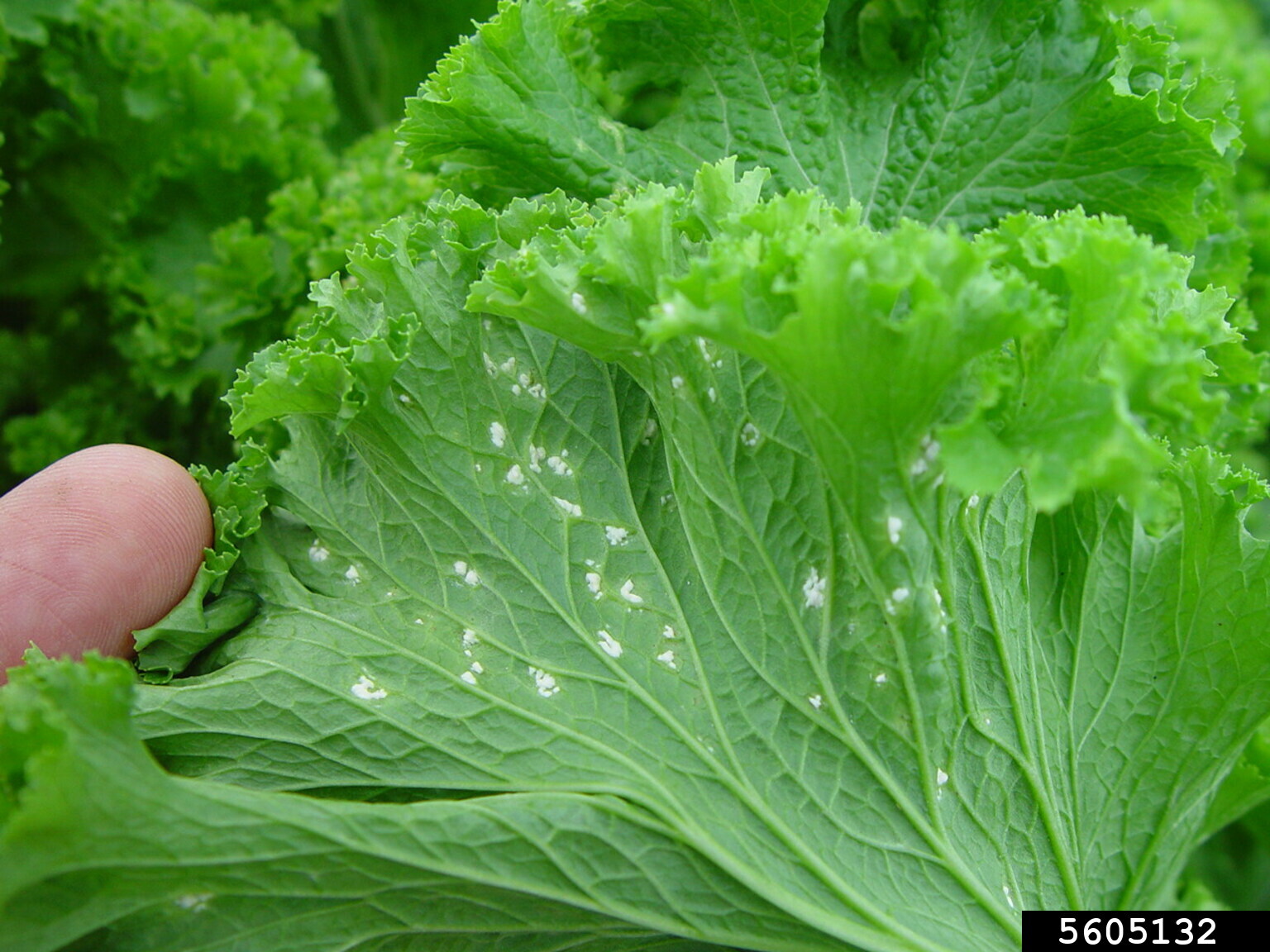 white rust (Albugo candida)