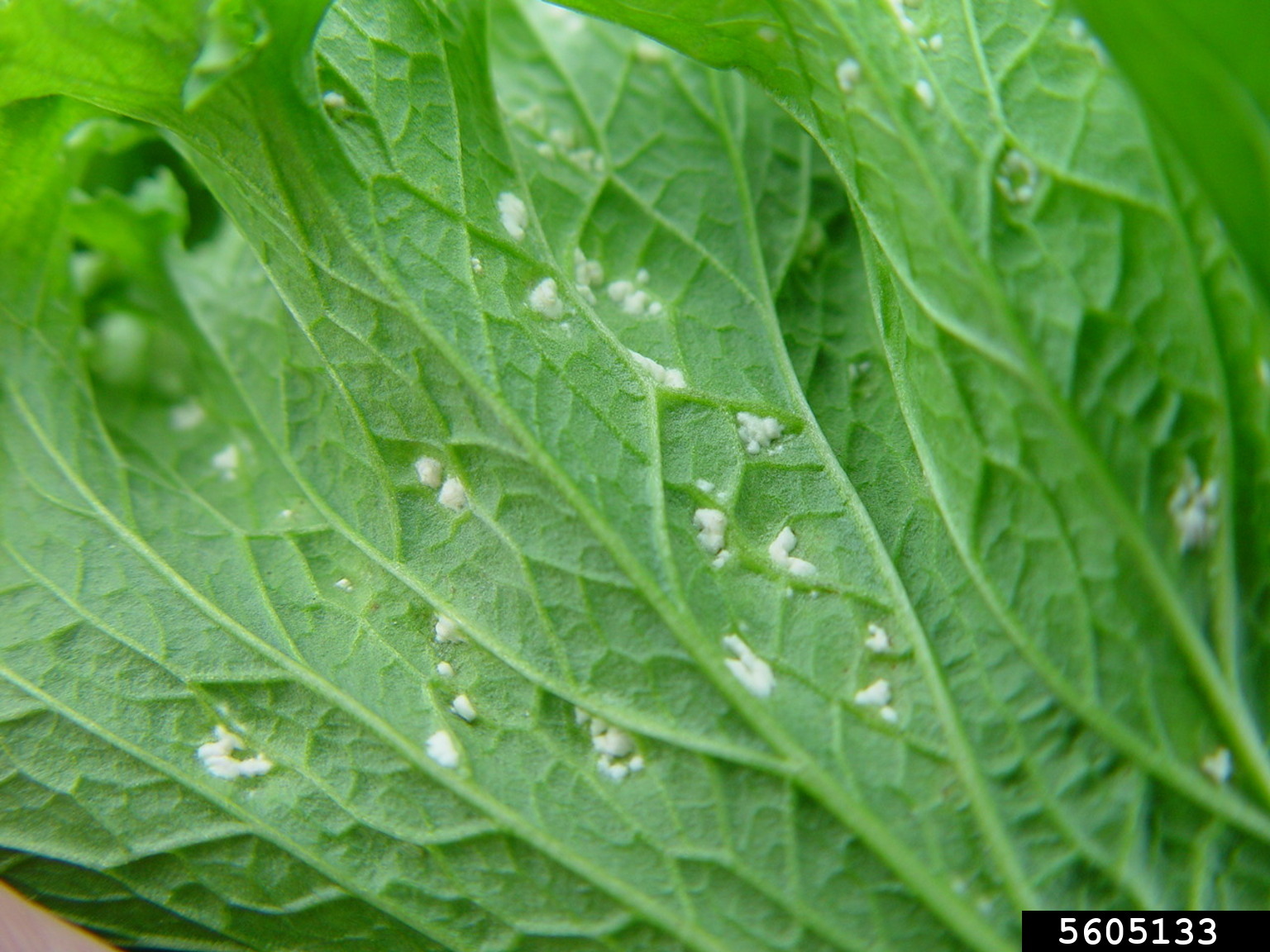 white rust (Albugo candida)