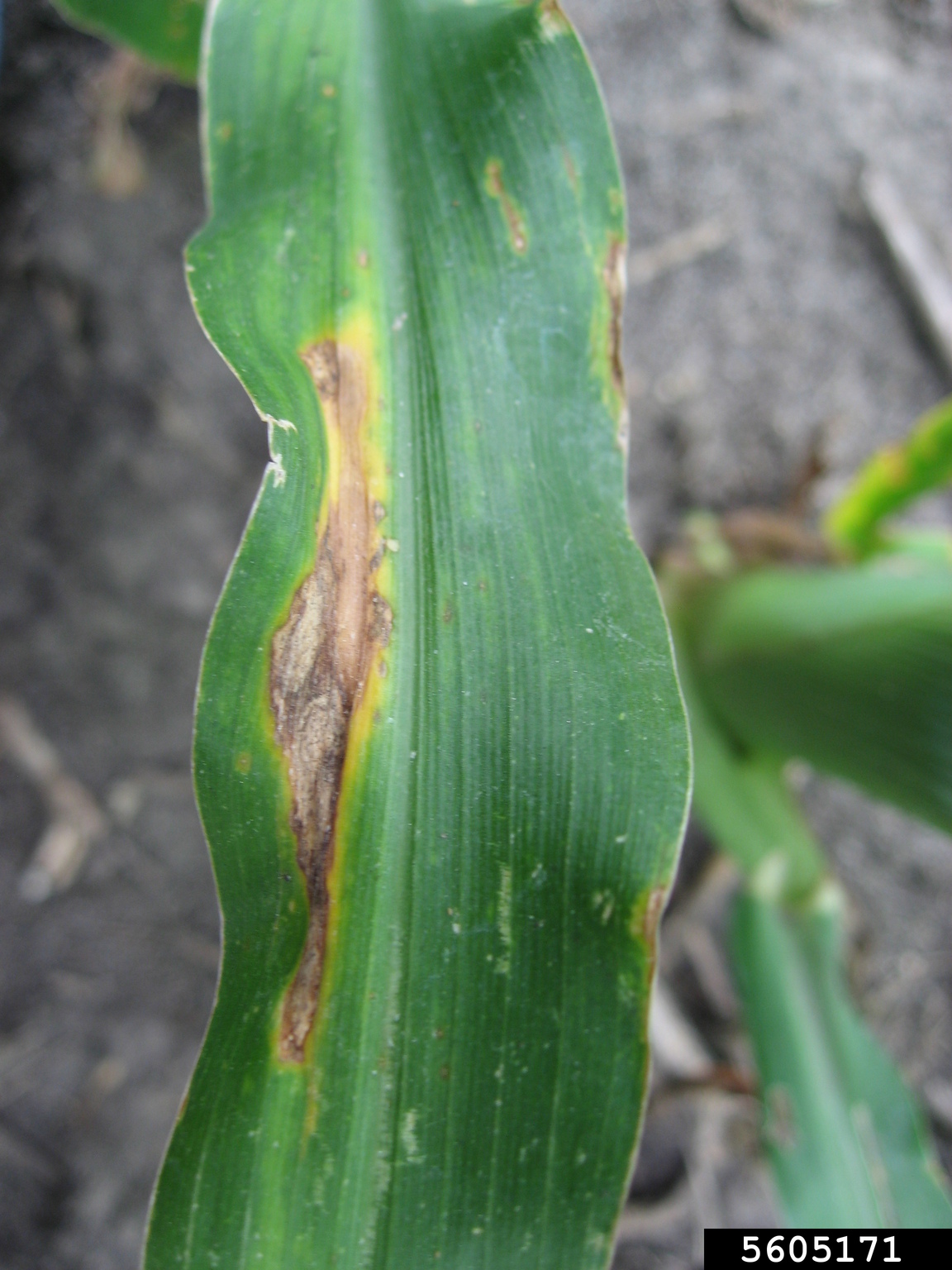 anthracnose (Colletotrichum graminicola (Ces.) G.W. Wilson)