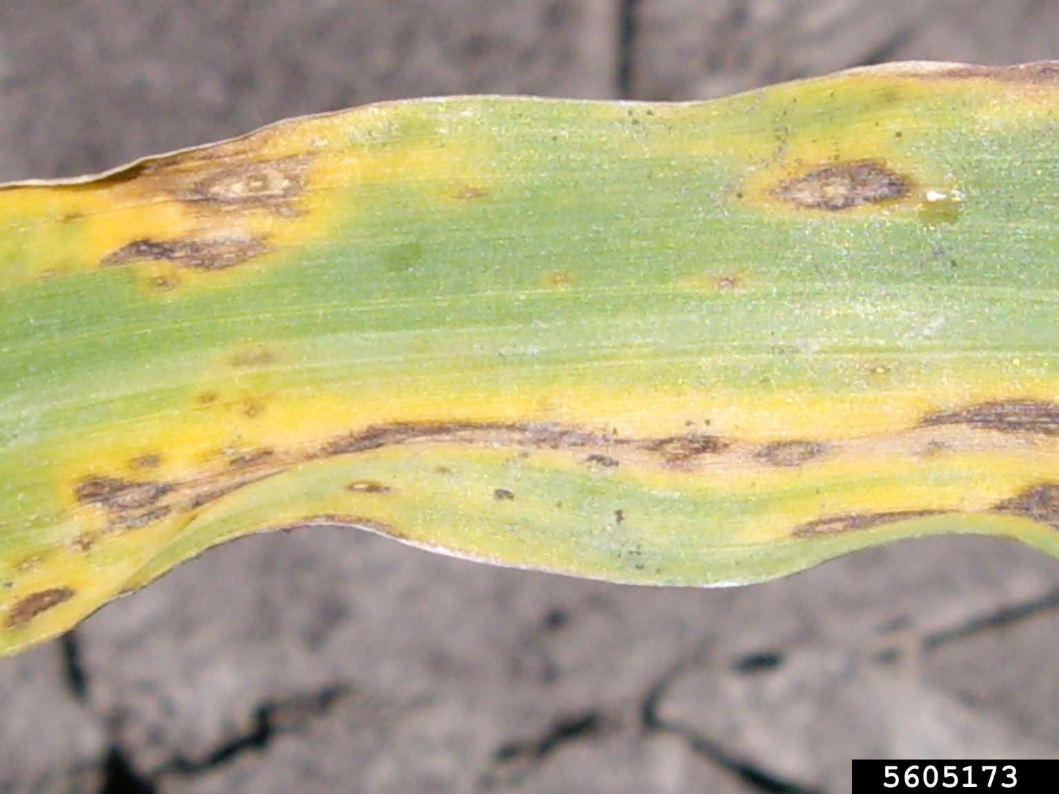 anthracnose (Colletotrichum graminicola)