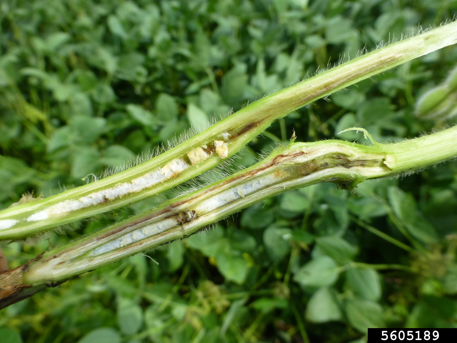 Brown stem rot (Phialophora gregata (Allington & D.W. Chamb.) W. Gams)