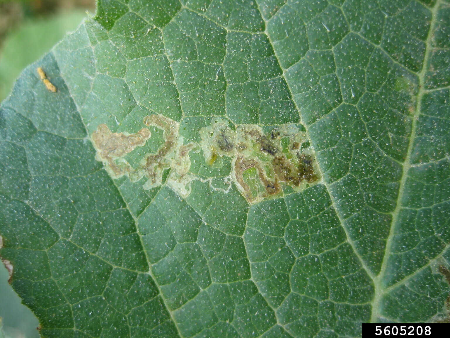 vegetable leafminer (Liriomyza sativae)