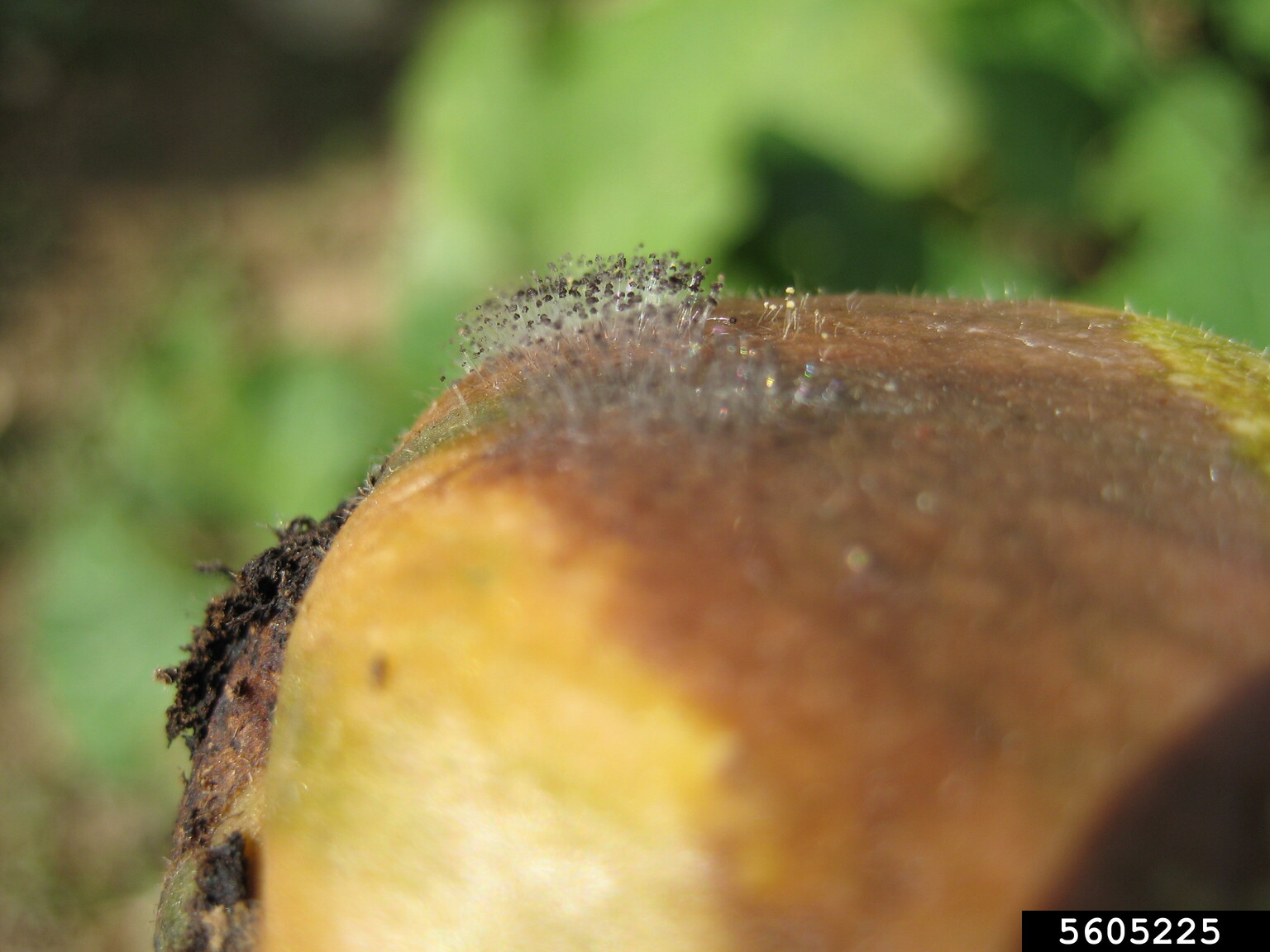 Choanephora fruit rot (Choanephora cucurbitarum)