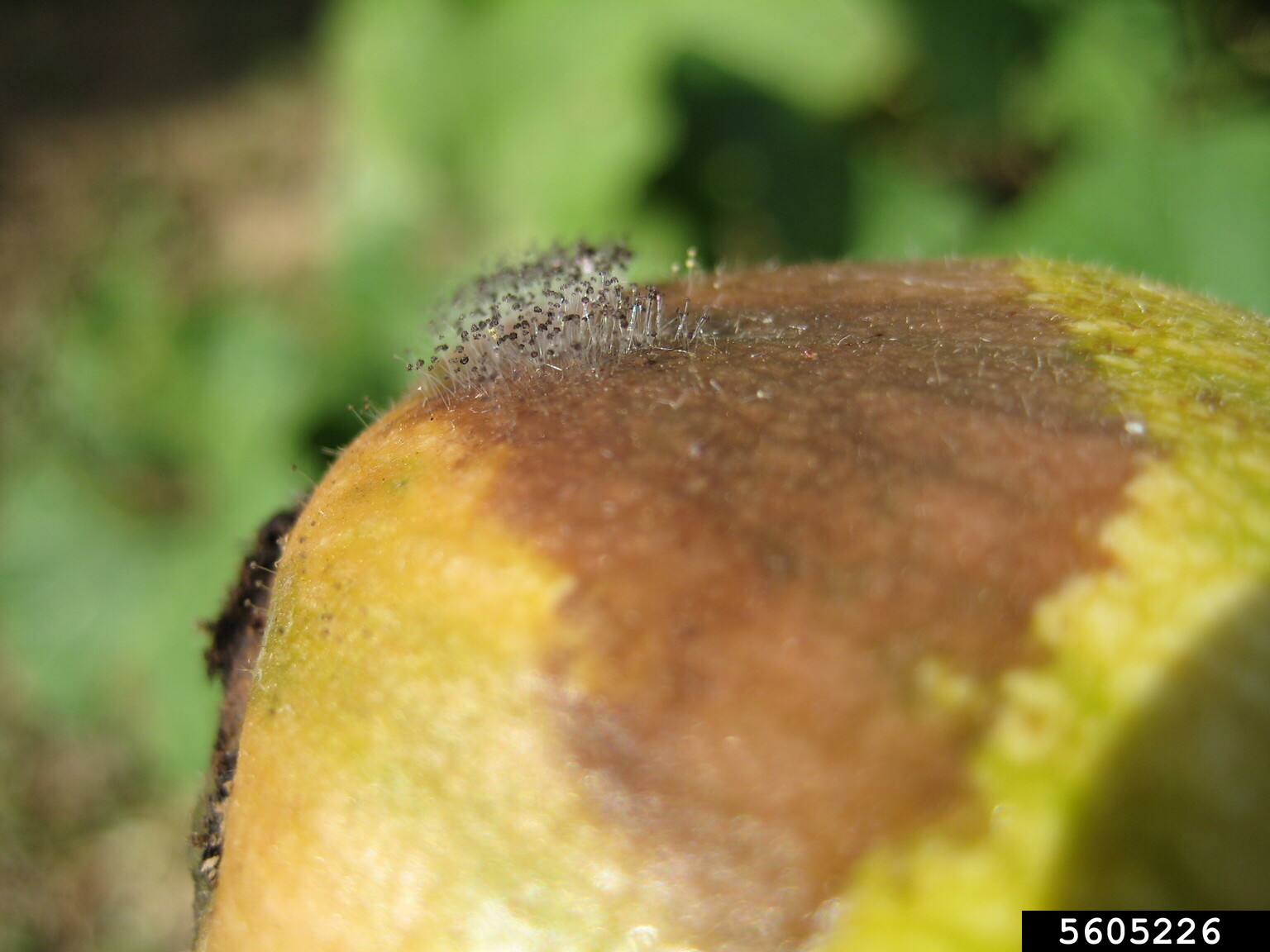Choanephora fruit rot (Choanephora cucurbitarum)