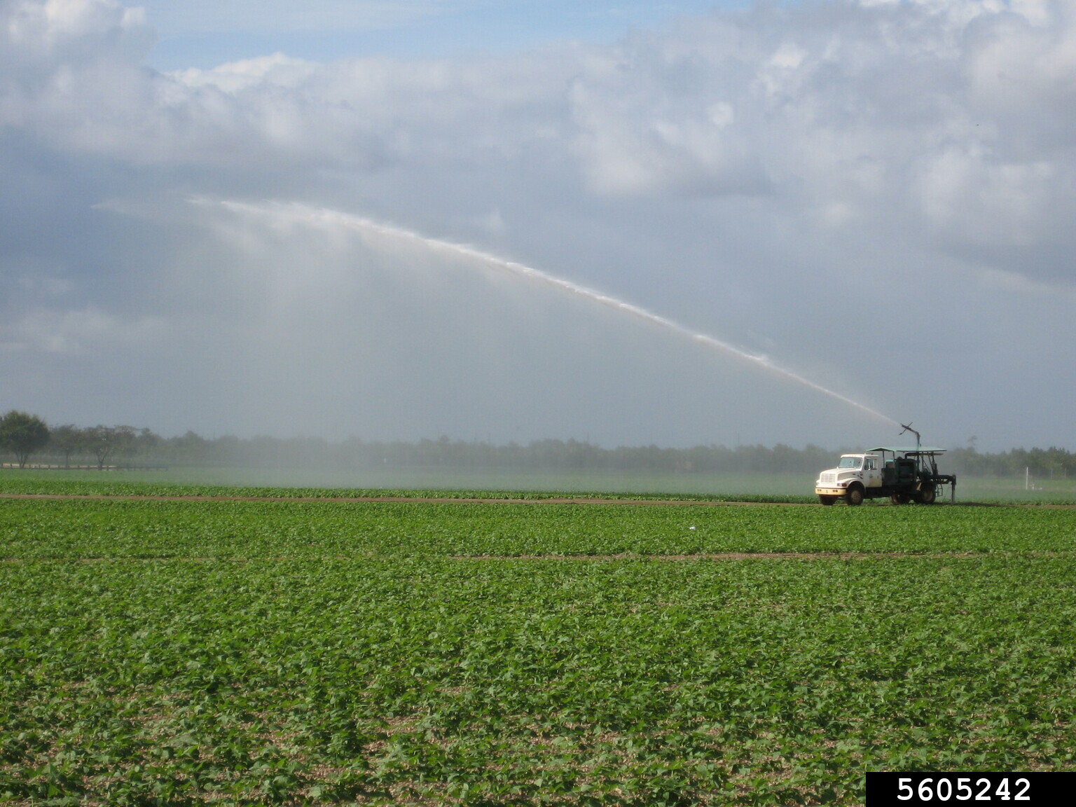 irrigation