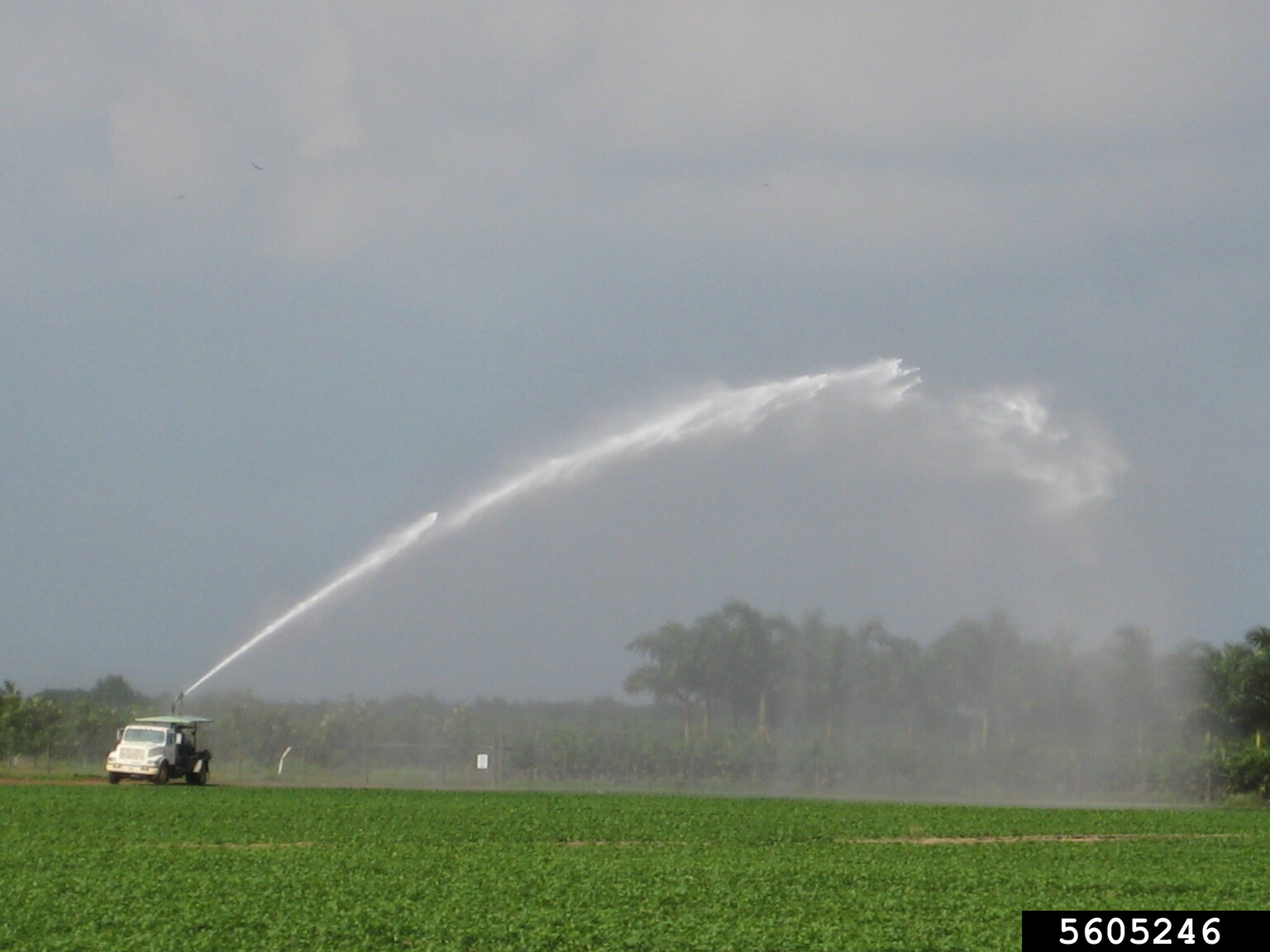 irrigation