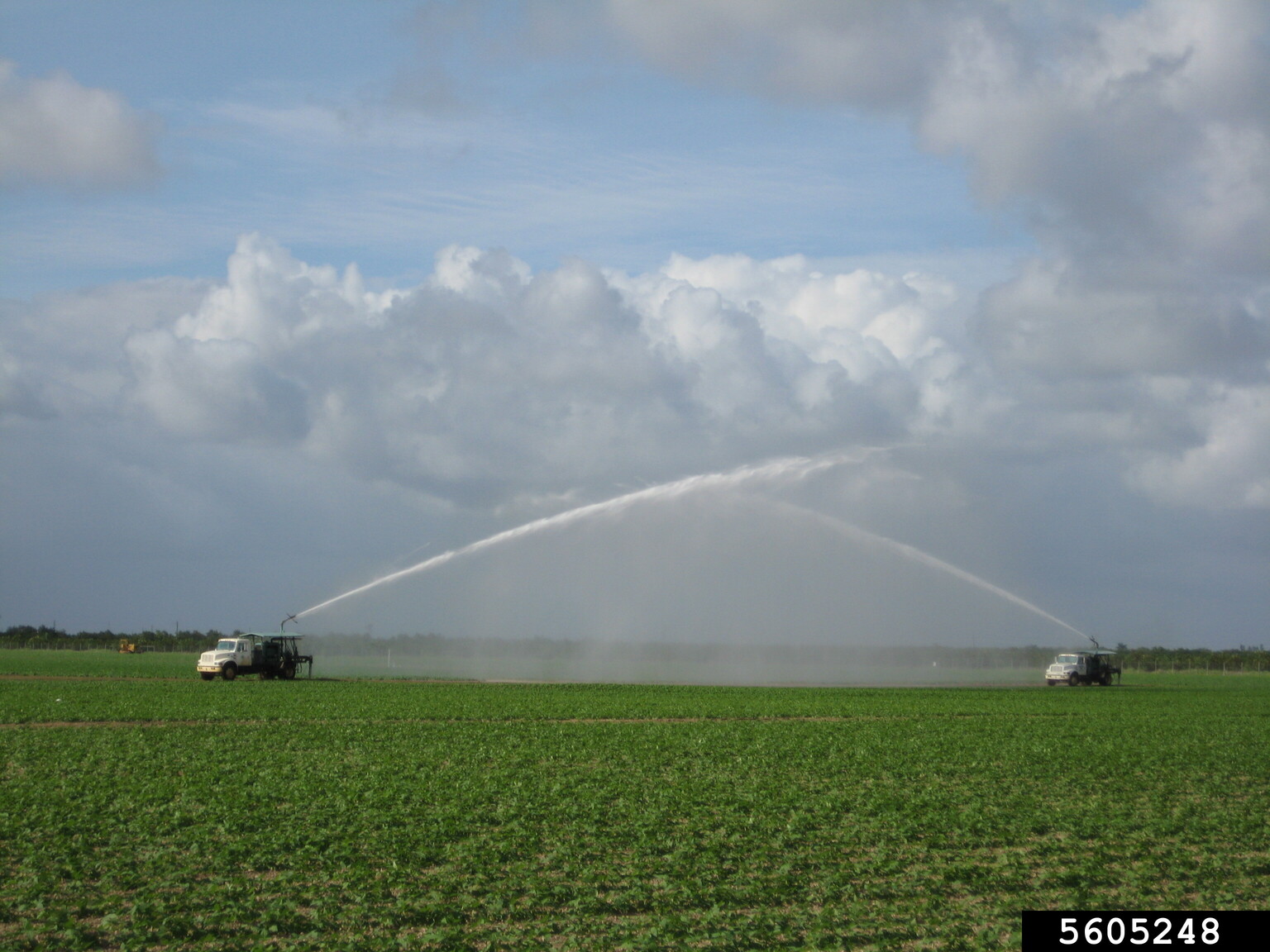 irrigation