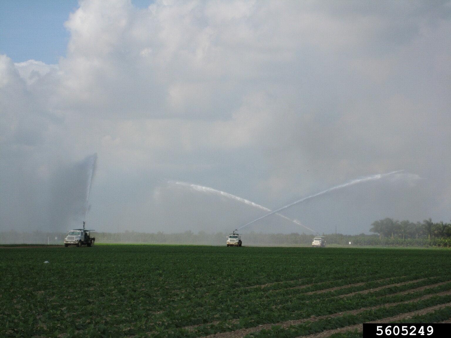 irrigation