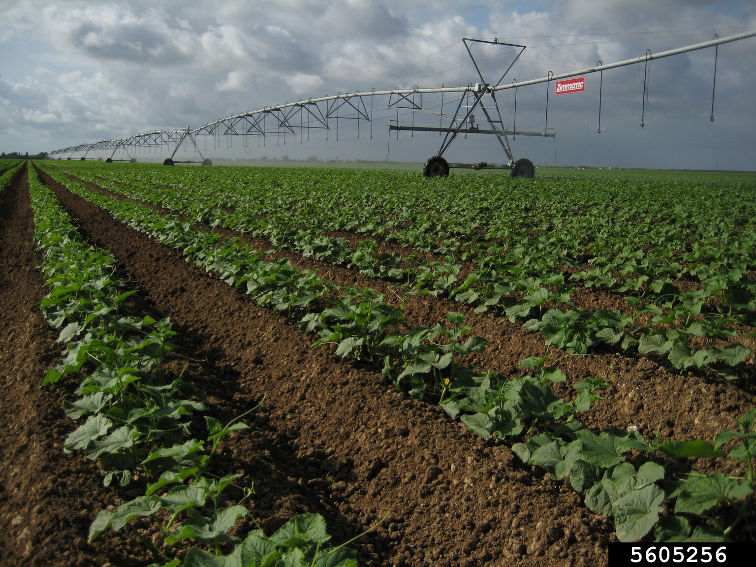 irrigation