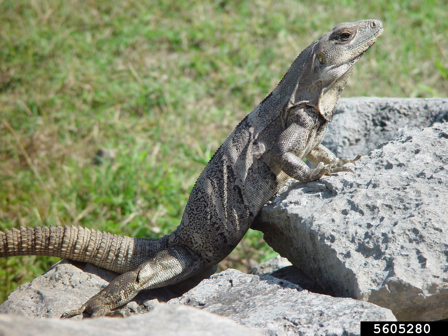 black spiny-tailed iguana (Ctenosaura similis (Gray, 1831))