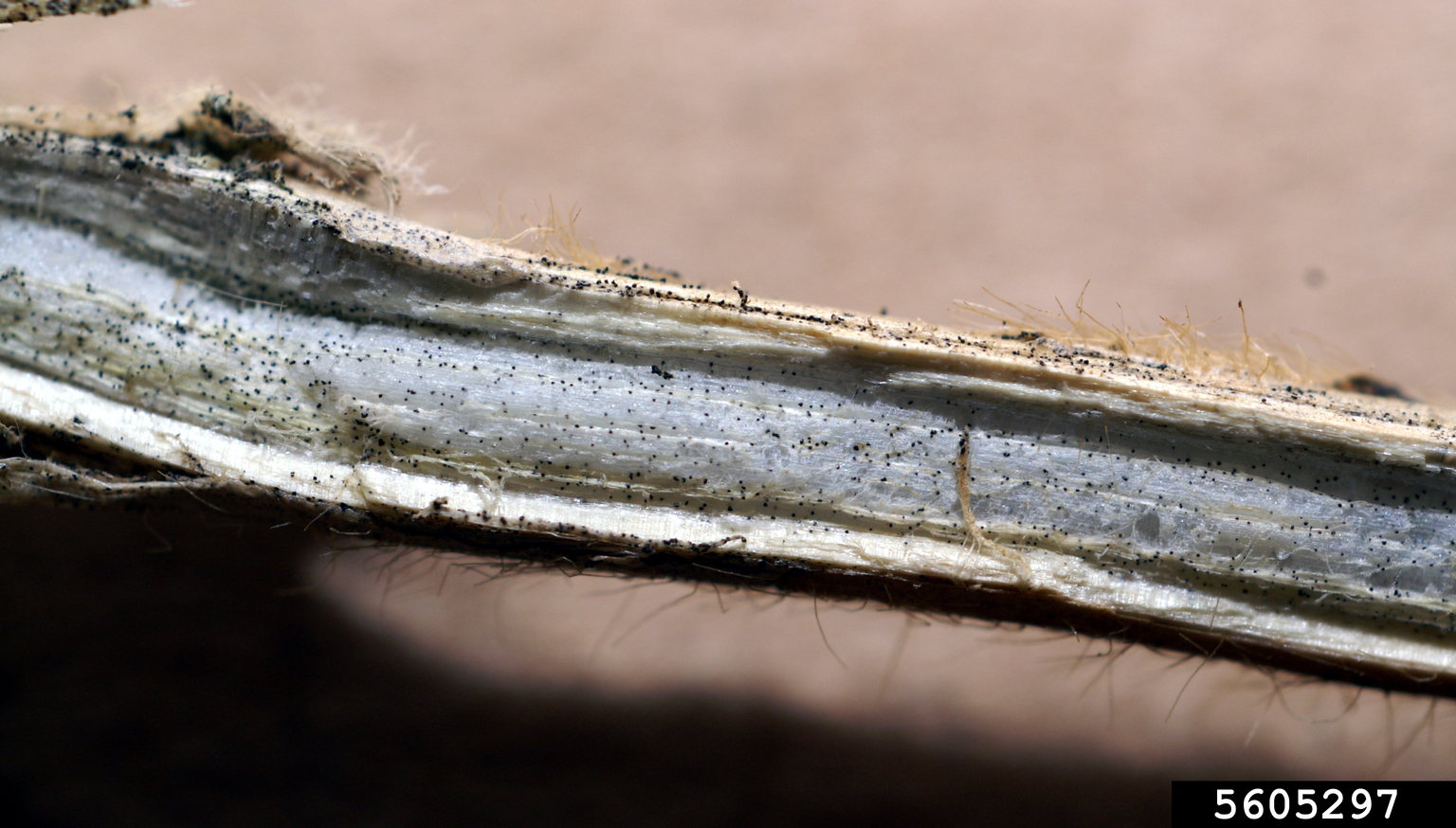 charcoal rot (Macrophomina phaseolina (Tassi) Goidanich)