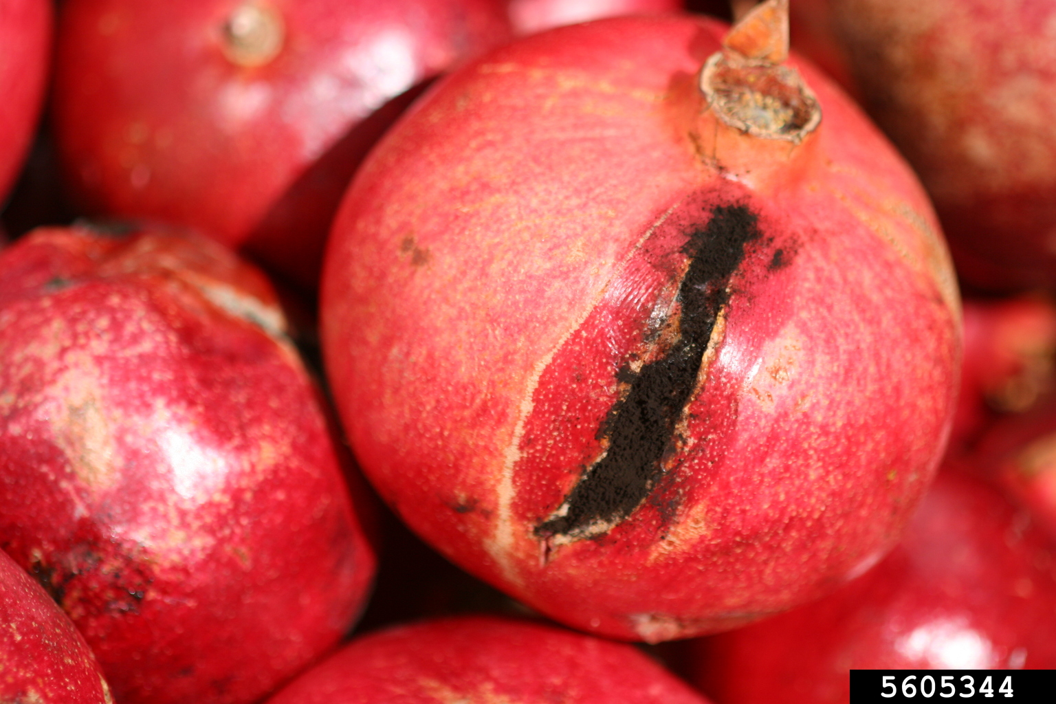 Aspergillus fungi (Genus Aspergillus Link)