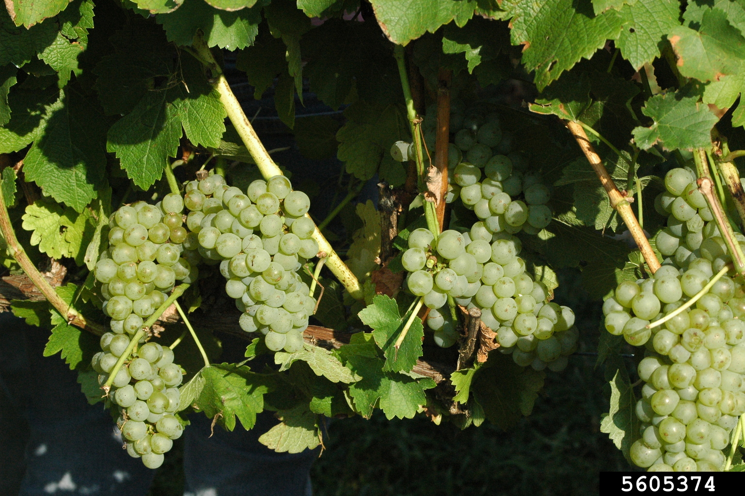 grape (Genus Vitis L.)