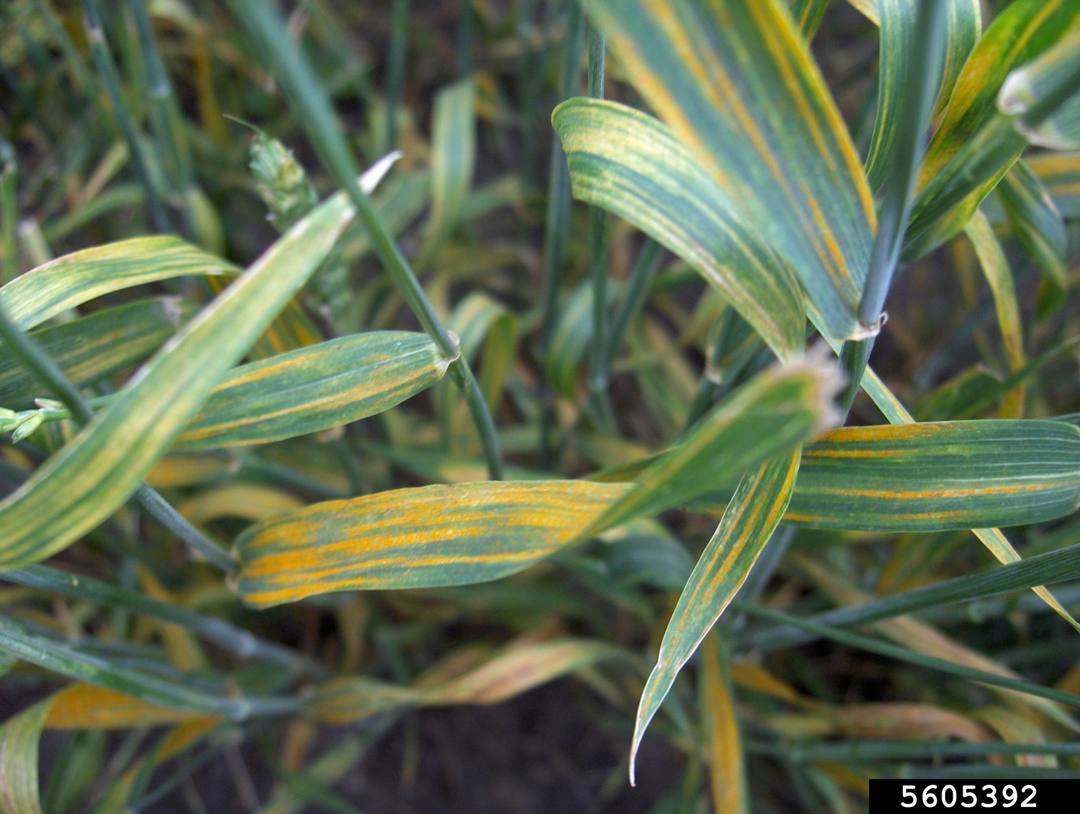 wheat stripe rust (Puccinia striiformis var. striiformis)