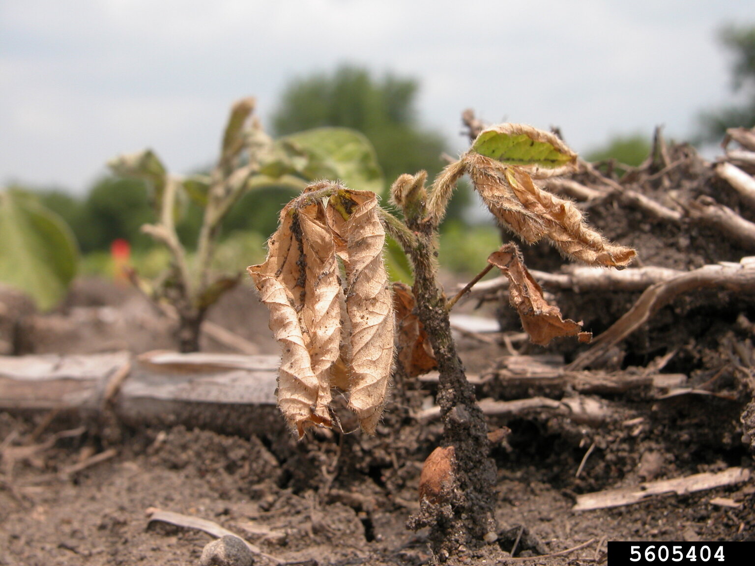 Root and stem rot (Phytophthora sojae Kaufm. & Gerd.)