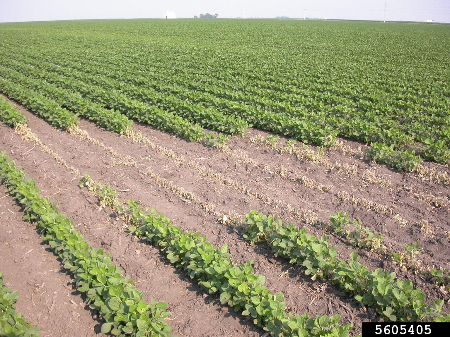 Root and stem rot (Phytophthora sojae Kaufm. & Gerd.)