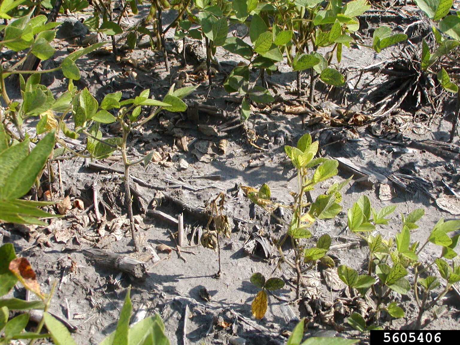 Root and stem rot (Phytophthora sojae)