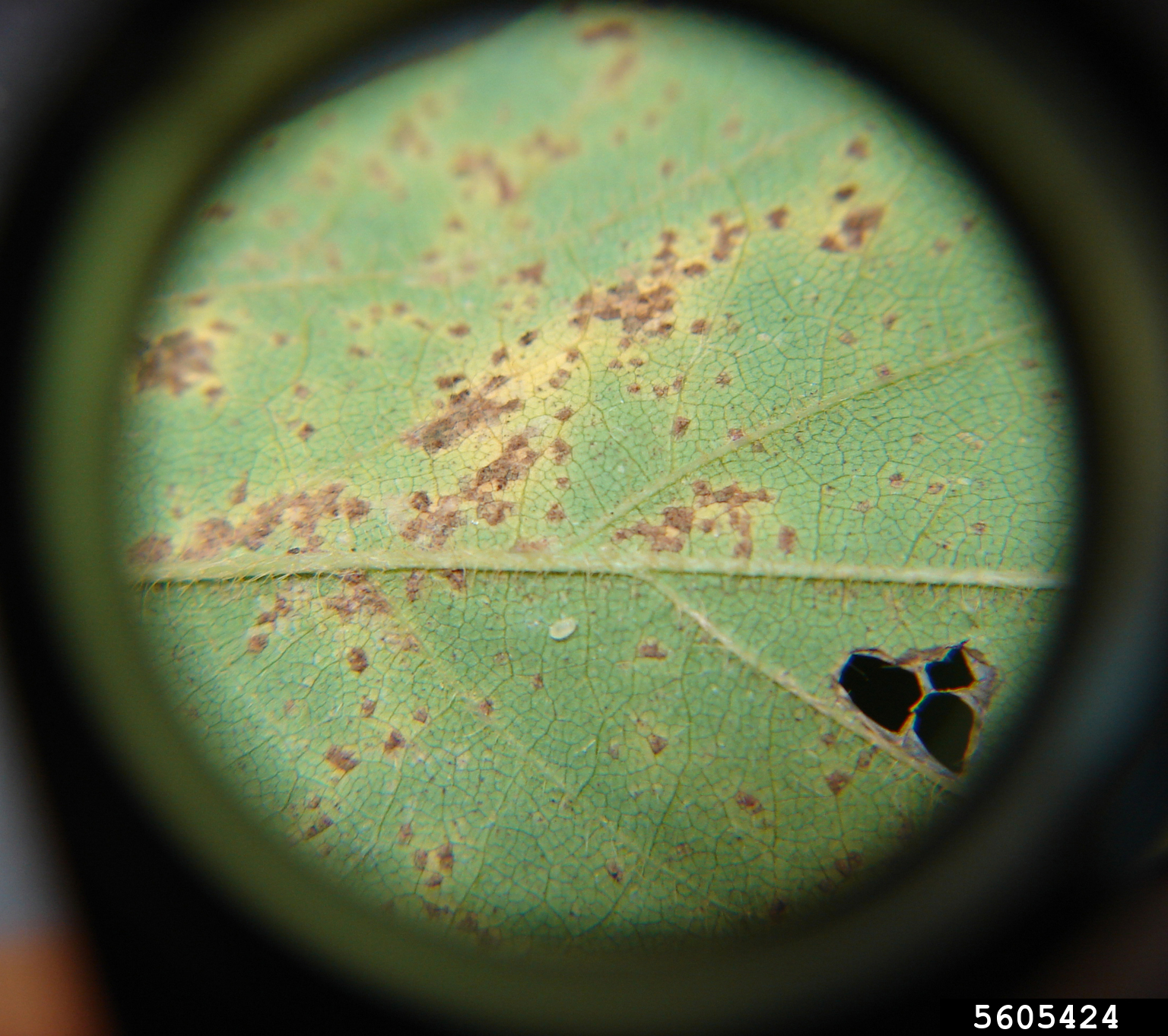 soybean rust (Phakopsora pachyrhizi Syd. & P. Syd.)