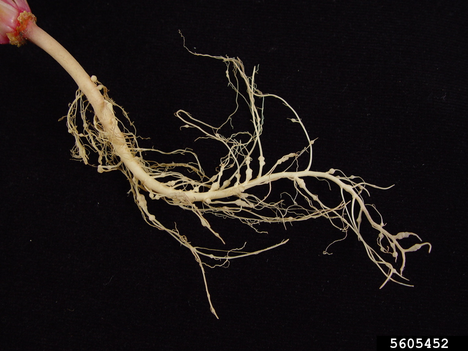 root-knot nematode (Meloidogyne spp. ) on spinach (Spinacia oleracea ...