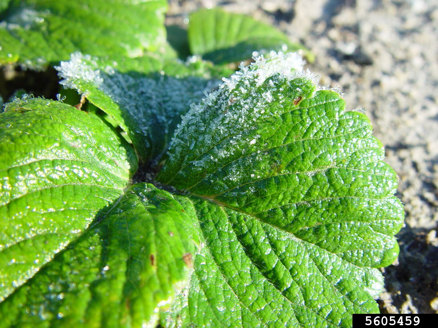 cold injury (low temperature)