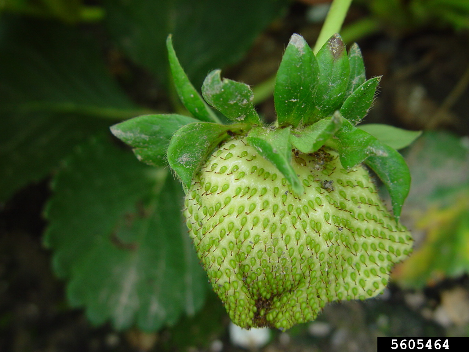 strawberry (Fragaria x ananassa)