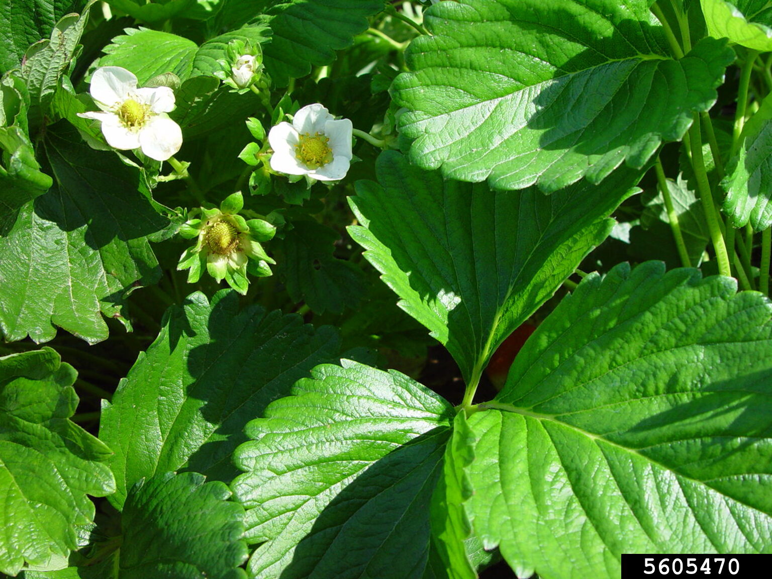 strawberry (Fragaria x ananassa Duchesne ex Rozier [chiloensis × ...