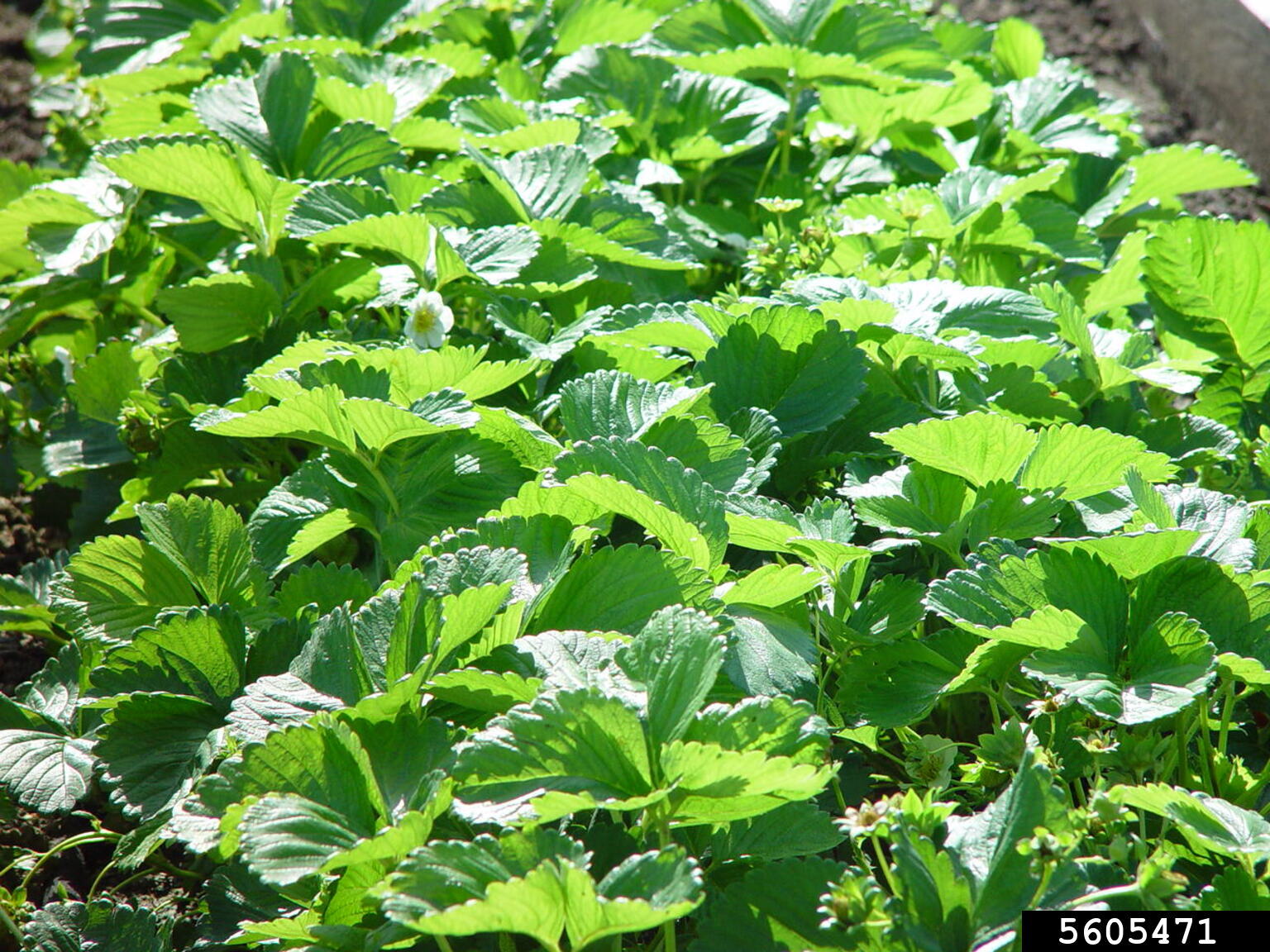 strawberry (Fragaria x ananassa)