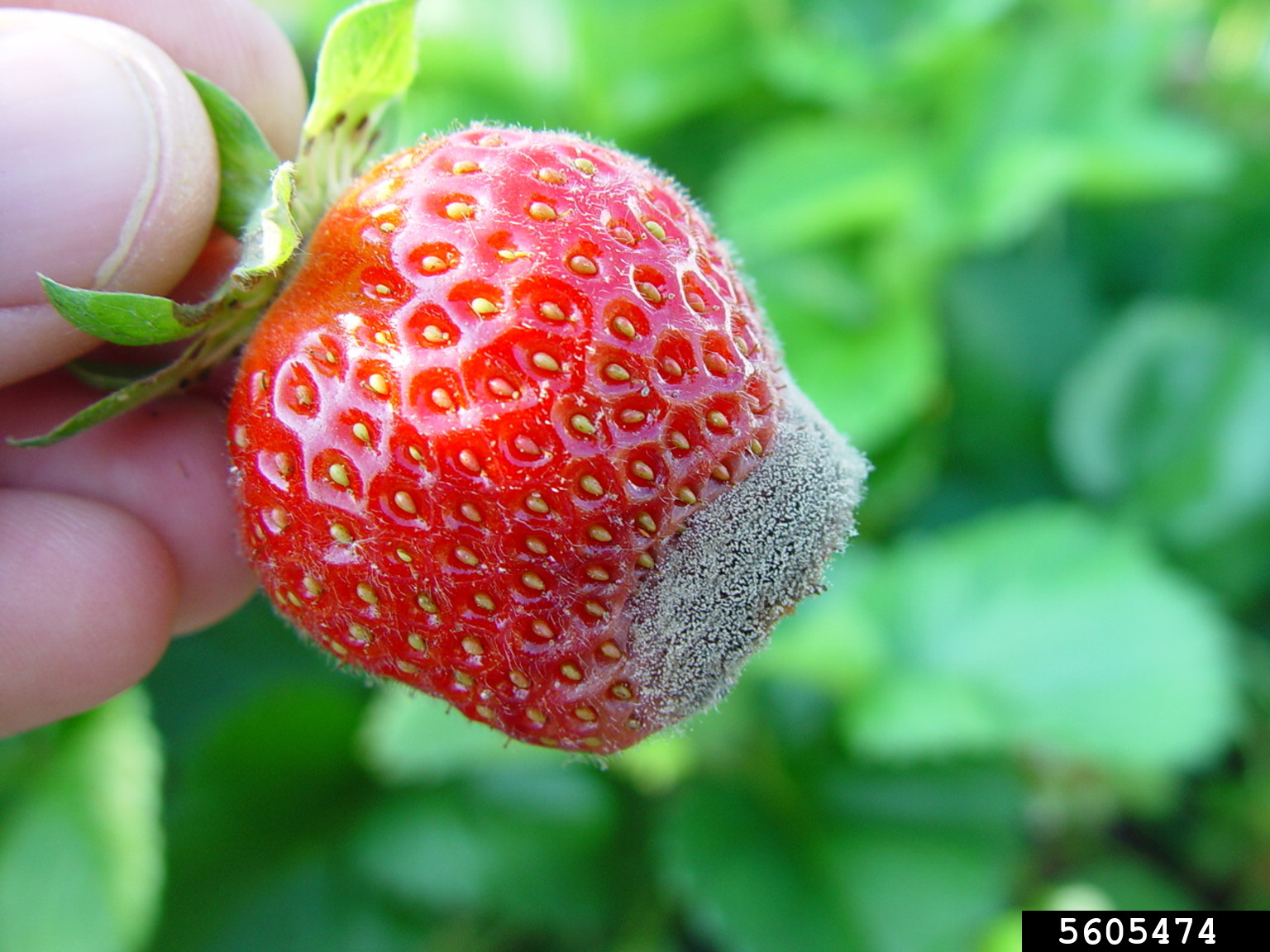 gray mold (Botrytis cinerea)