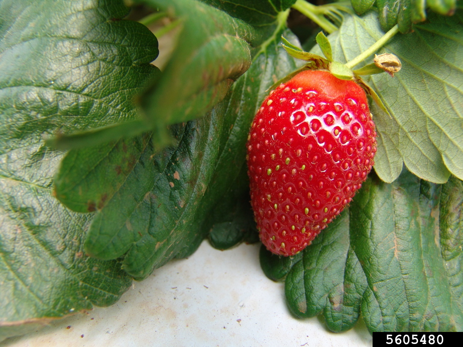 strawberry (Fragaria x ananassa)