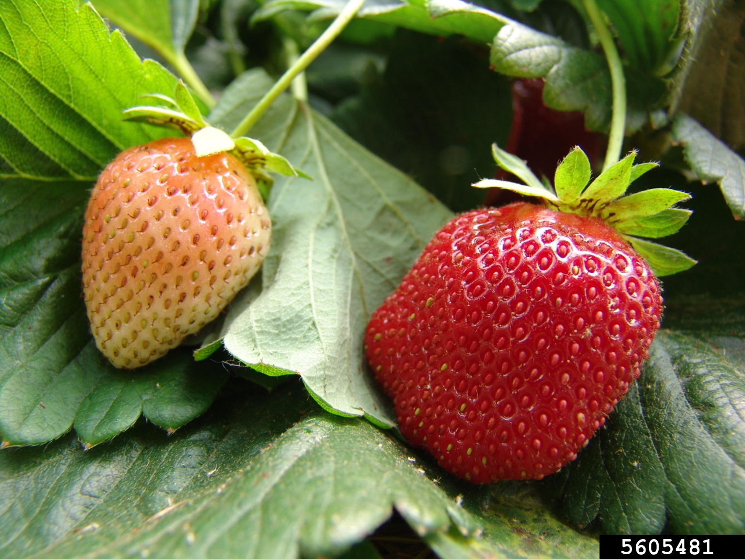 strawberry (Fragaria x ananassa Duchesne ex Rozier [chiloensis × ...