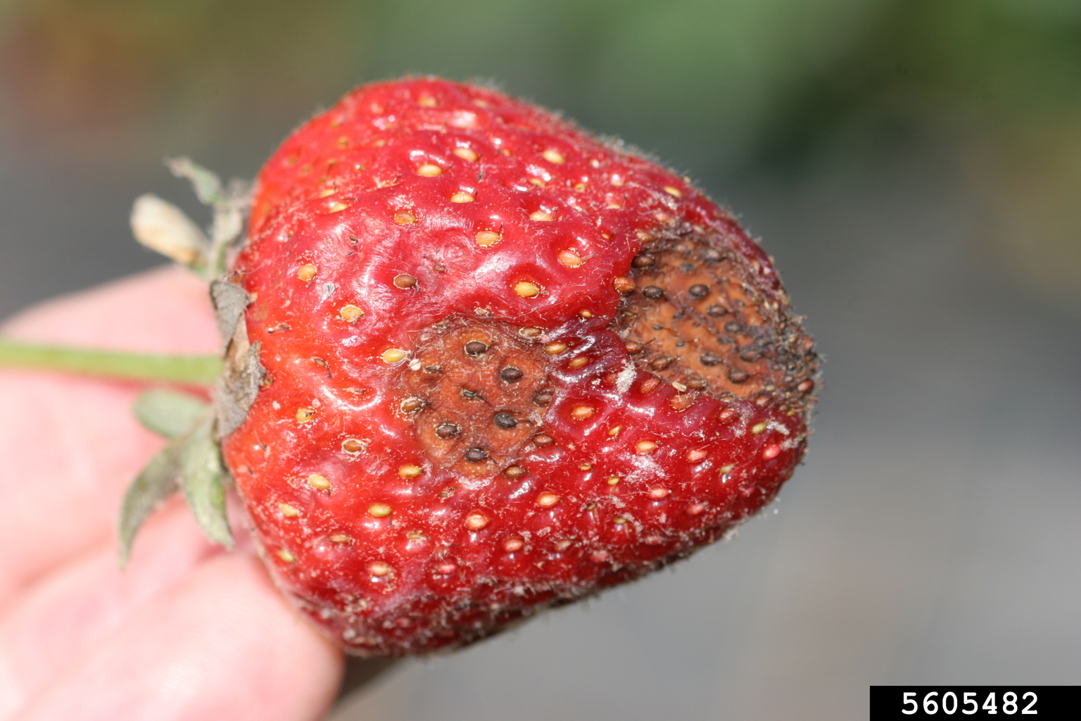 anthracnose (Colletotrichum acutatum ) on strawberry (Fragaria x ...