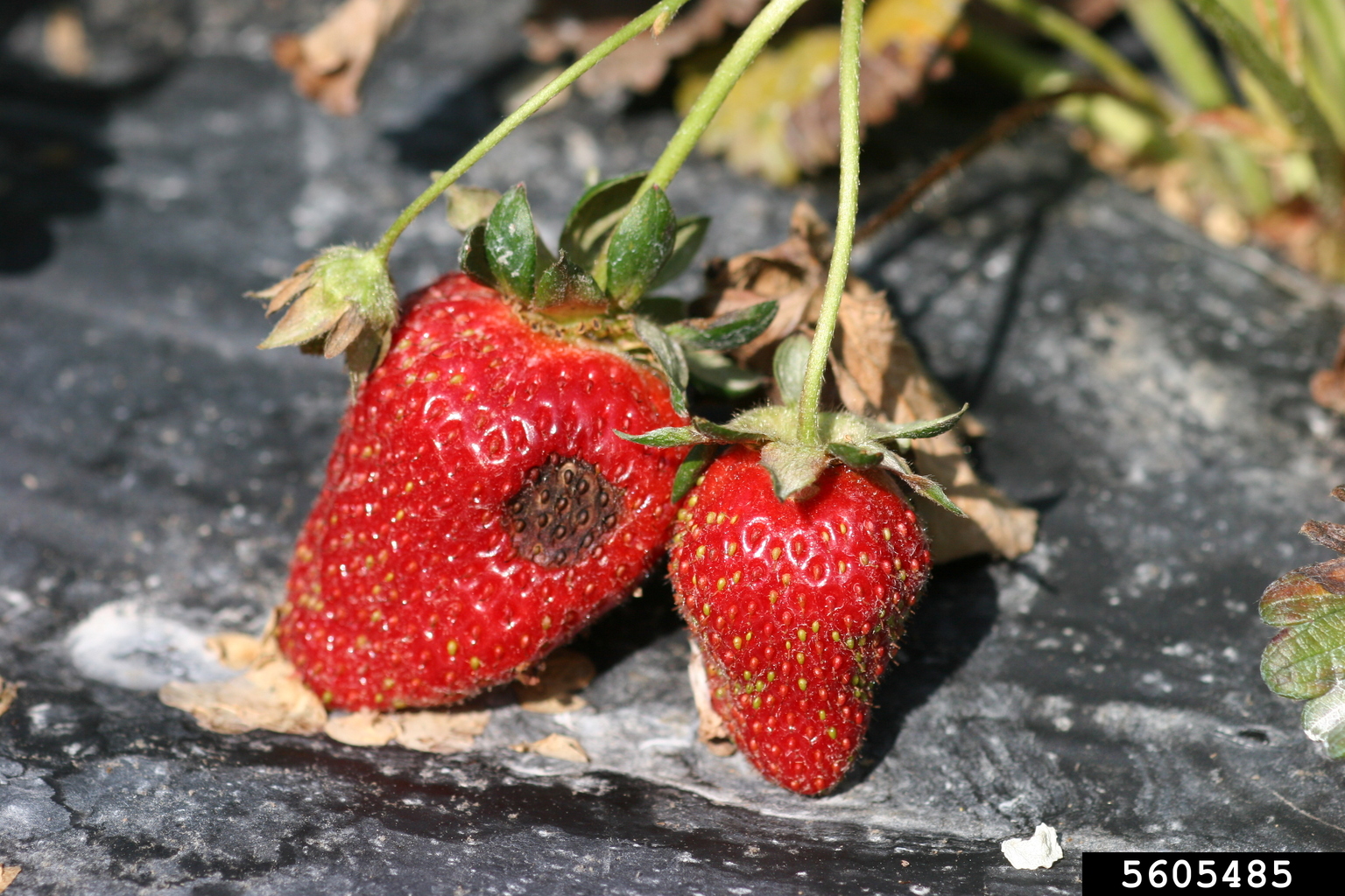 anthracnose (Colletotrichum acutatum J. H. Simmonds)