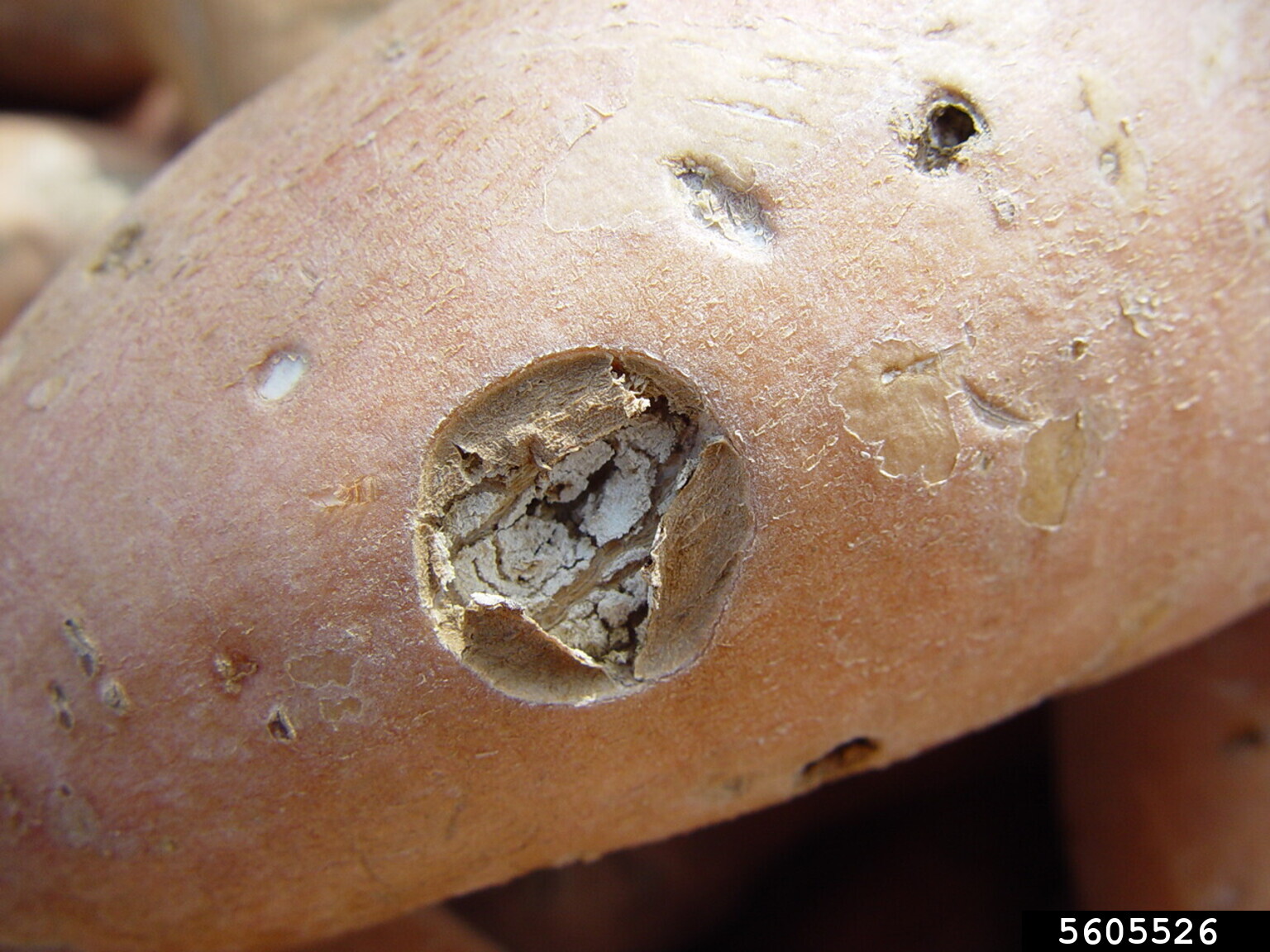 southern blight (Athelia rolfsii (Curzi) C.C. Tu & Kimbr.)