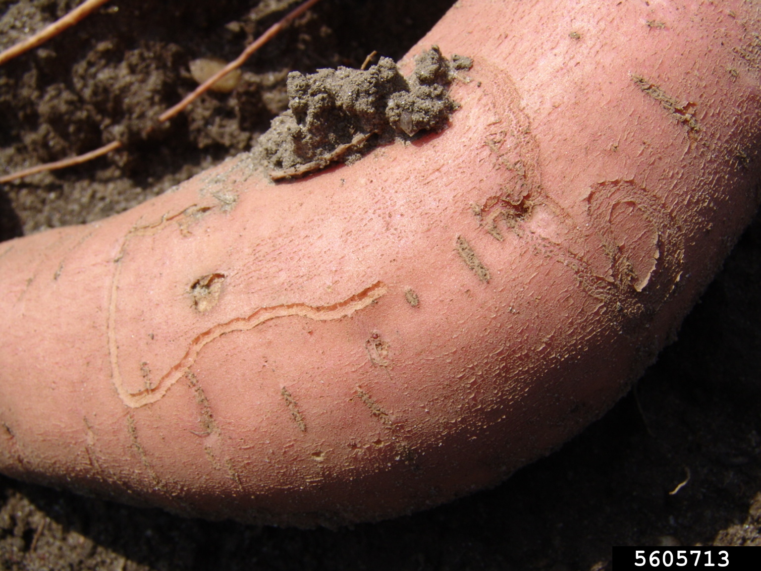 sweet potato flea beetle (Chaetocnema confinis Crotch, 1873)