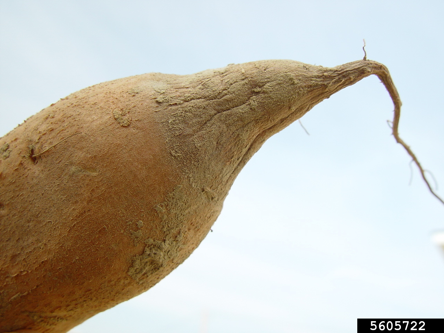 Java black rot (Lasiodiplodia theobromae (Pat.) Griffon & Maubl.)