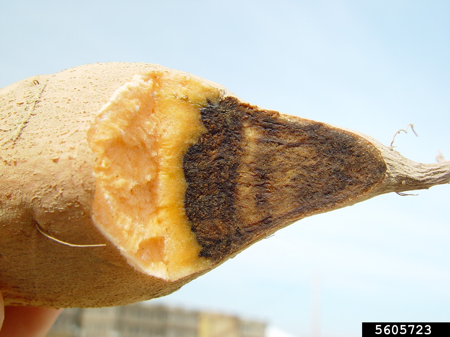 Java black rot (Lasiodiplodia theobromae (Pat.) Griffon & Maubl.)