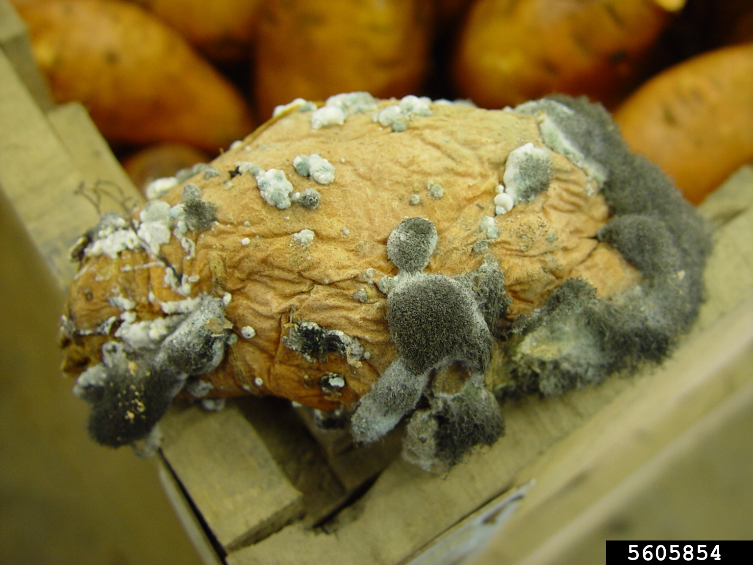 Rhizopus soft rots (Genus Rhizopus Ehrenb.)