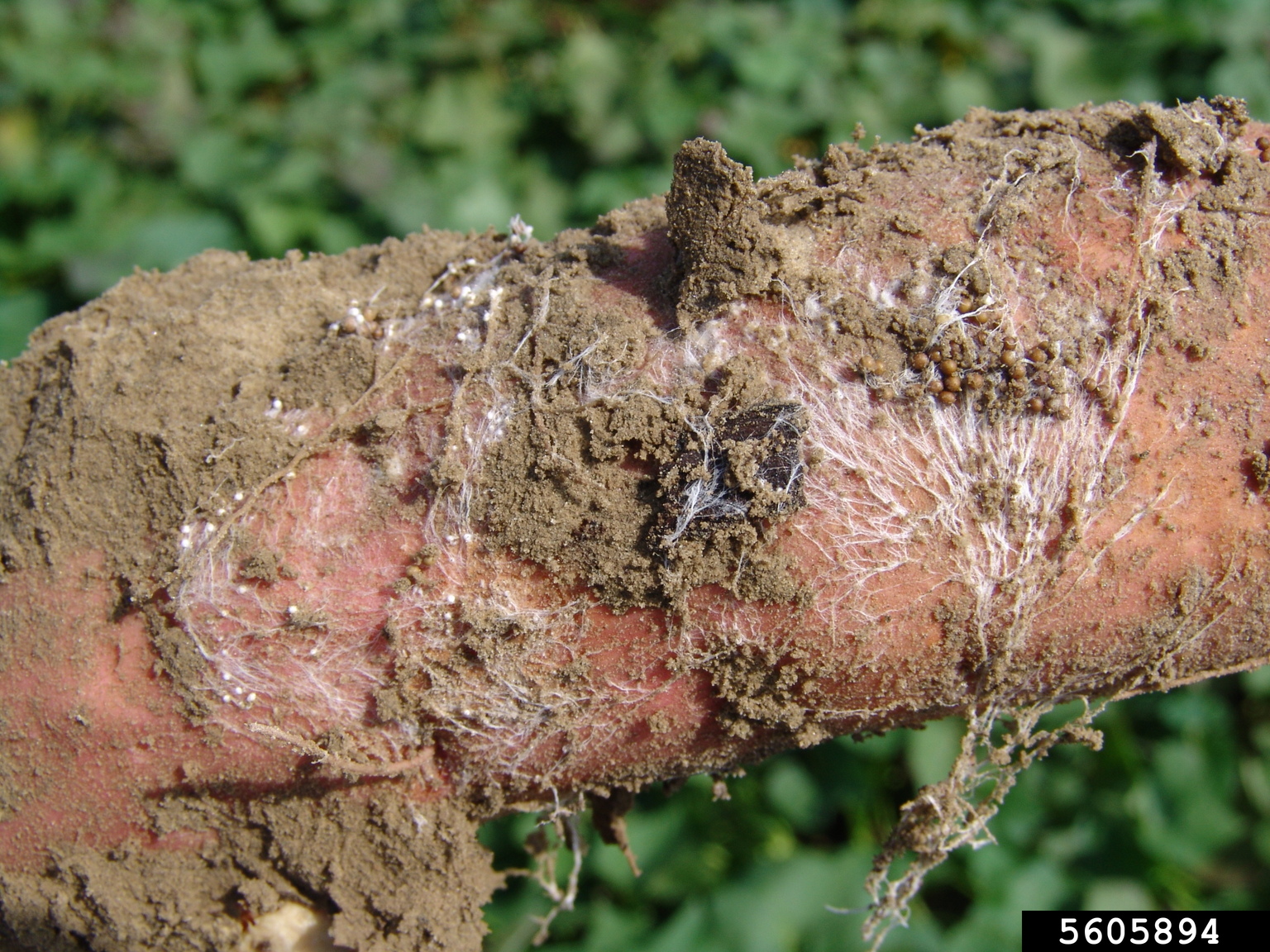 southern blight (Athelia rolfsii (Curzi) C.C. Tu & Kimbr.)