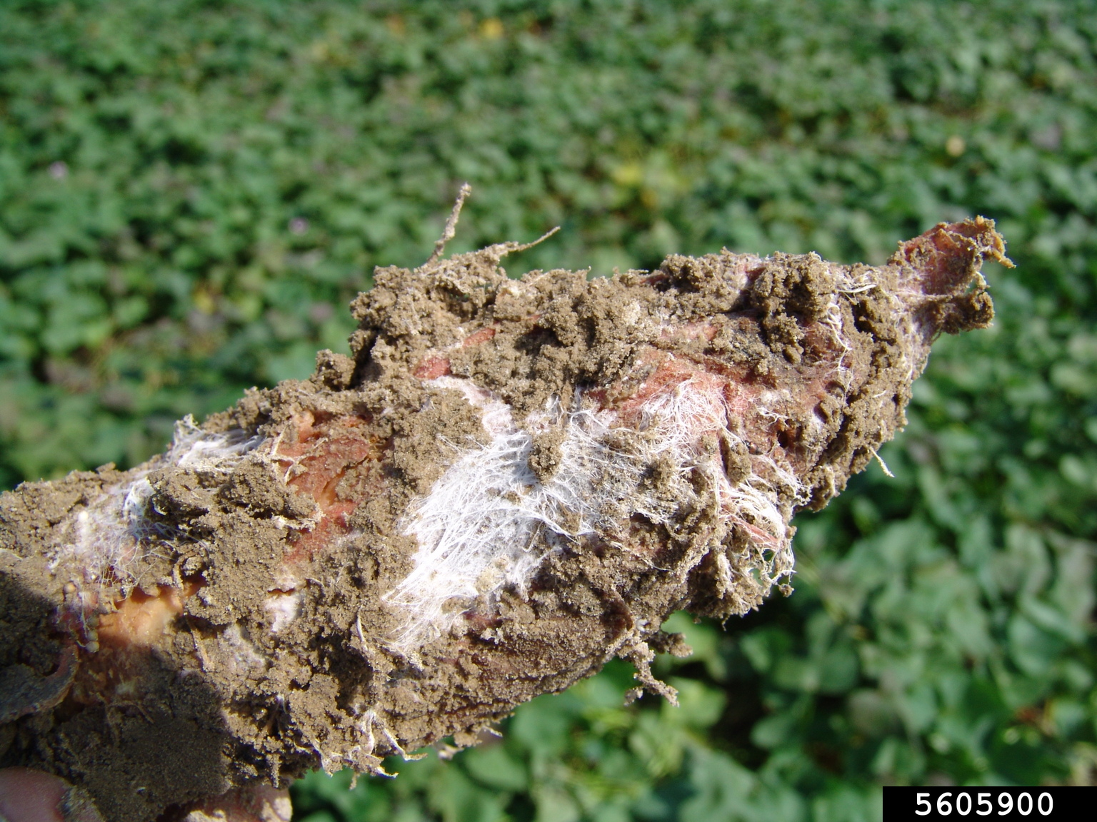 southern blight (Athelia rolfsii)