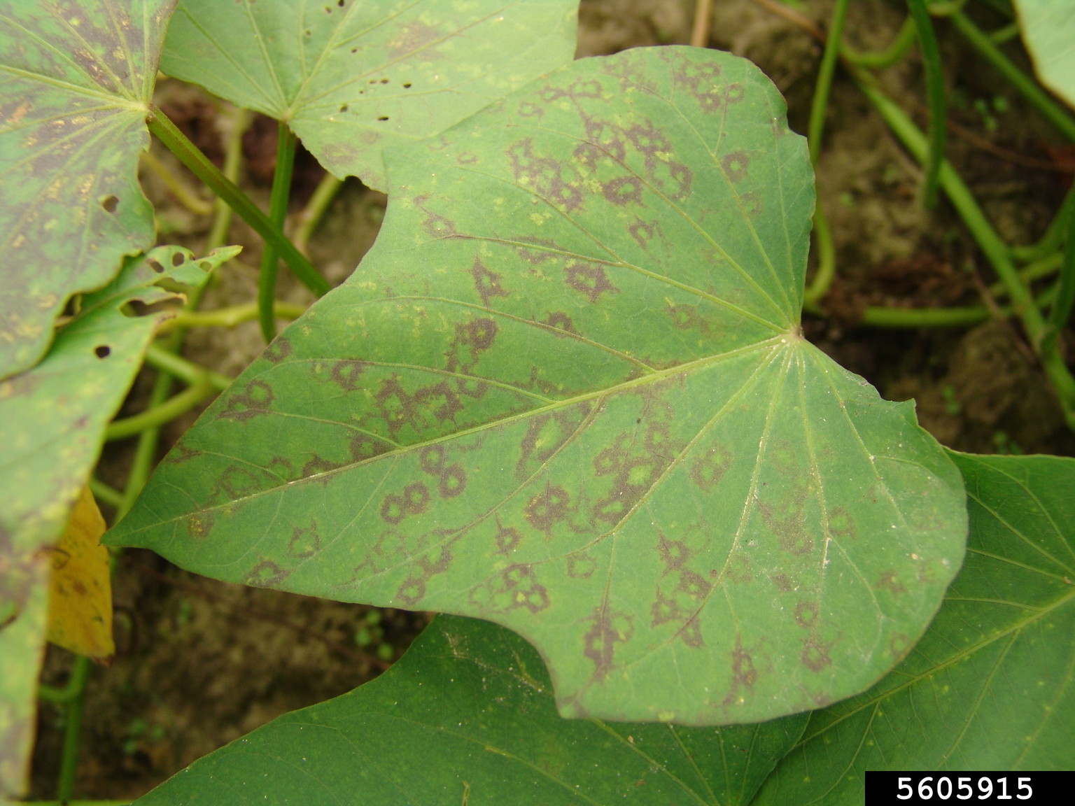 Sweet Potato Feathery Mottle Virus (SPFMV) (Potyvirus batataplumei)