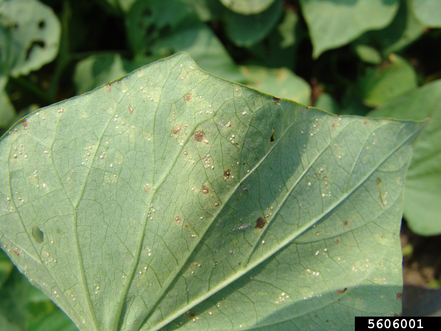 white rust (Albugo ipomoeae-panduratae Schwein.)