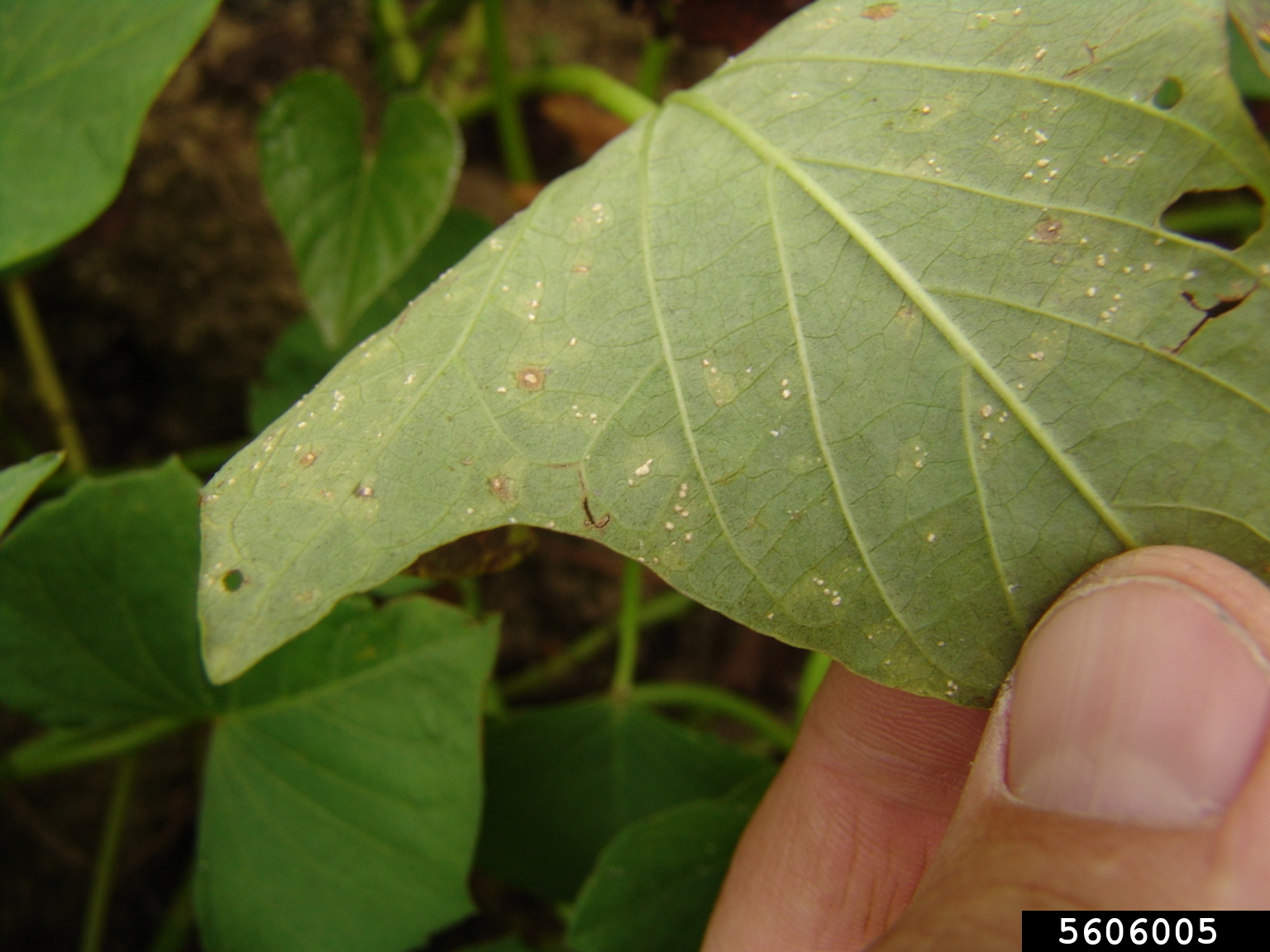 white rust (Albugo ipomoeae-panduratae Schwein.)
