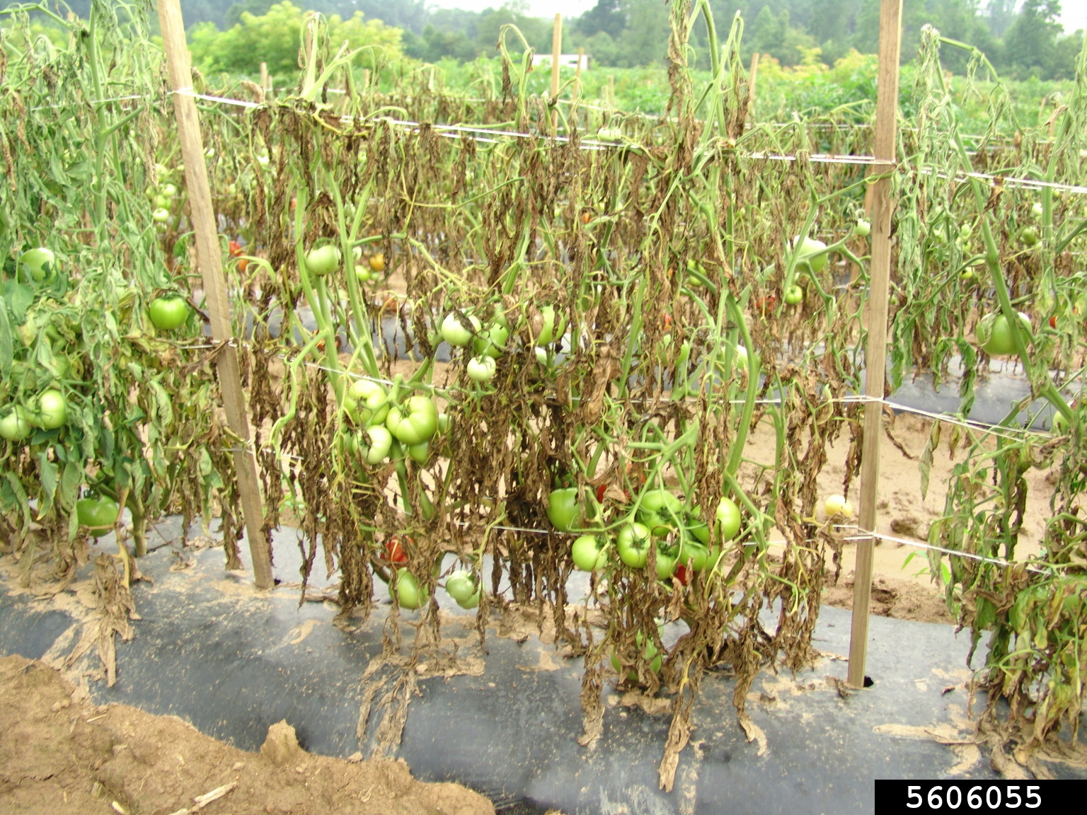 bacterial wilt (Ralstonia solanacearum (Smith, 1896) Yabuuchi et al., 1996)