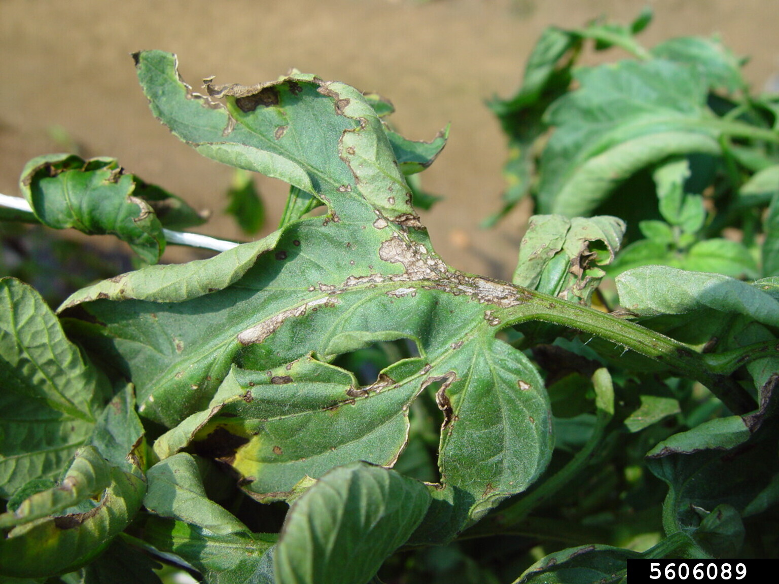 bacterial canker and wilt of tomato (Clavibacter michiganensis ssp ...